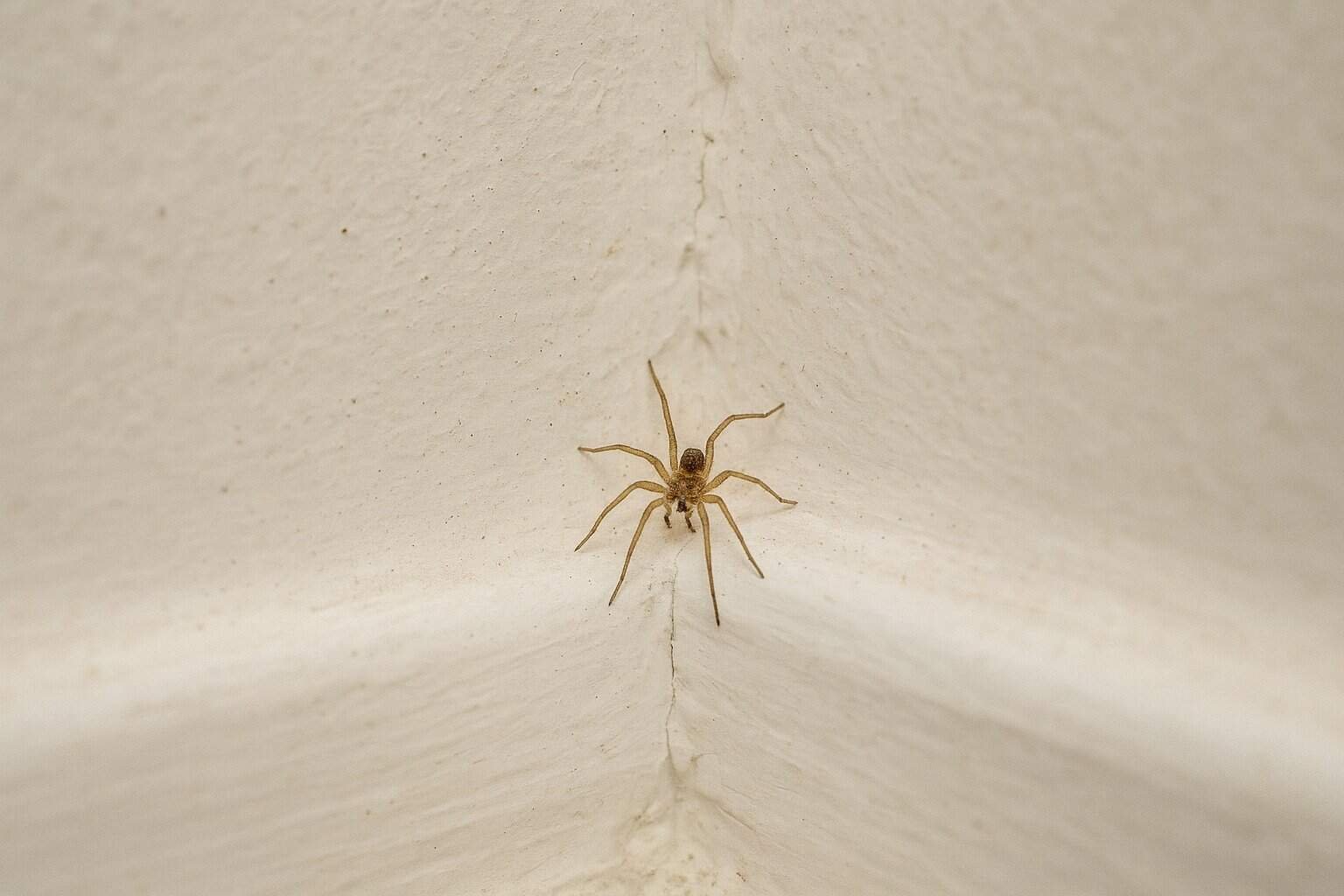 Tiny Spiders in the House: Causes, Identification & Safe Removal Tips ...