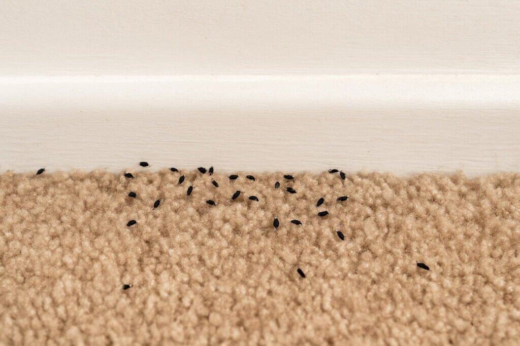 Tiny Black Bugs in the House: Identification, Causes, and Solutions ...
