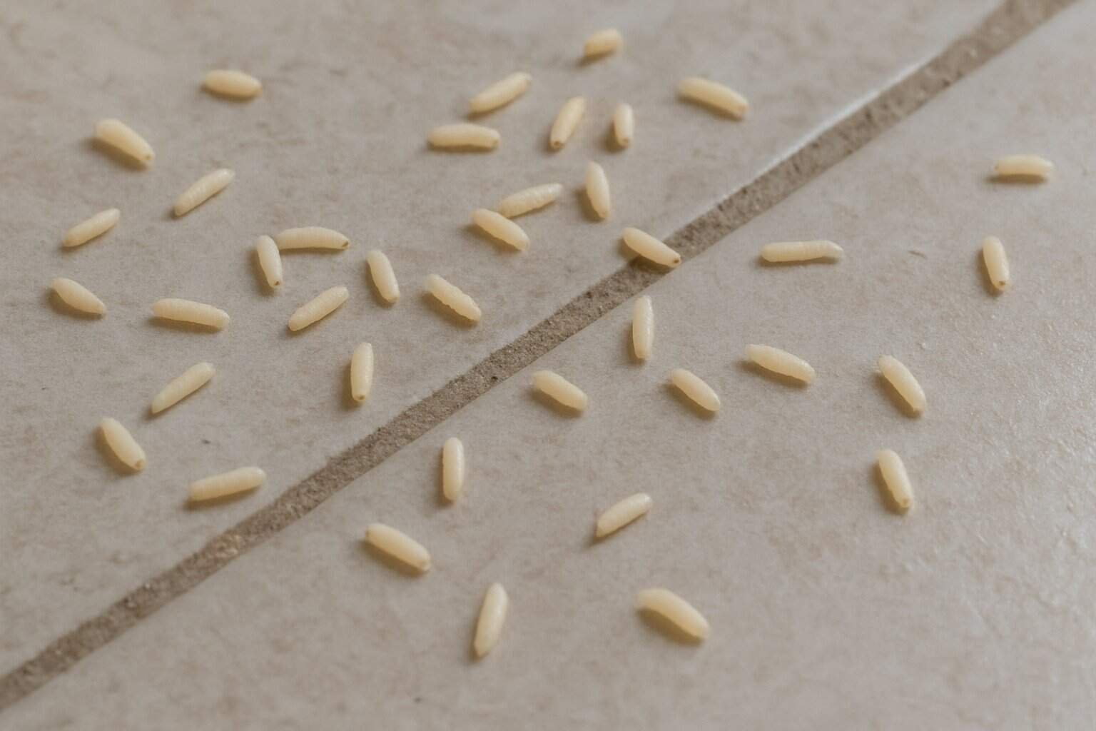 Tiny White Worms in House on Floor: Causes, Removal & Prevention Guide ...