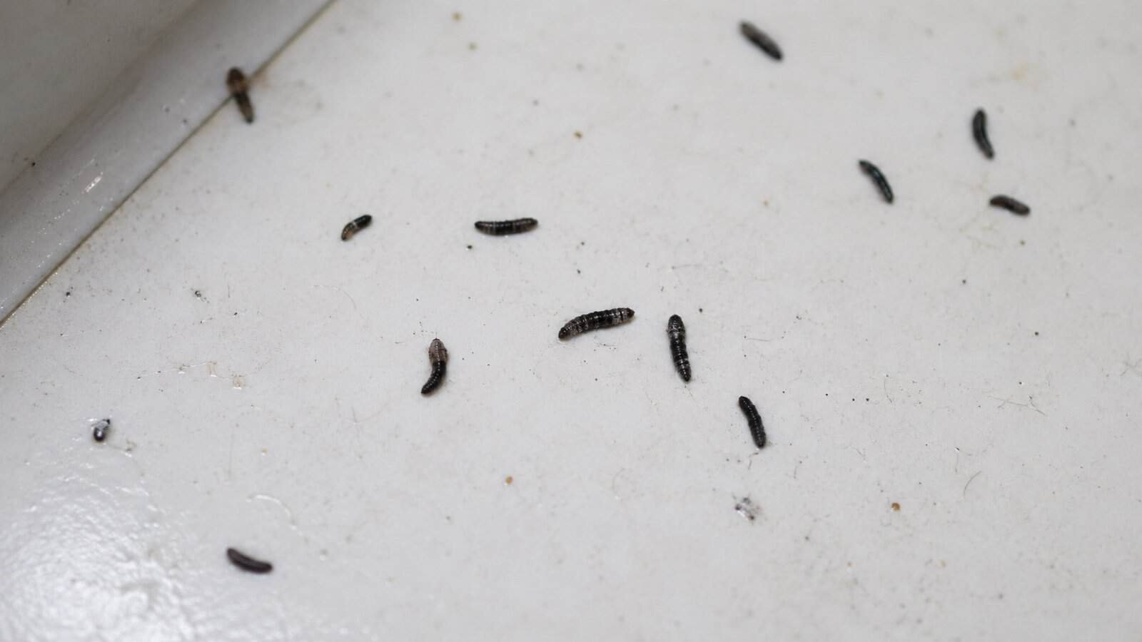 Small Black Worm Like Bugs in House: Causes, Identification & Best ...